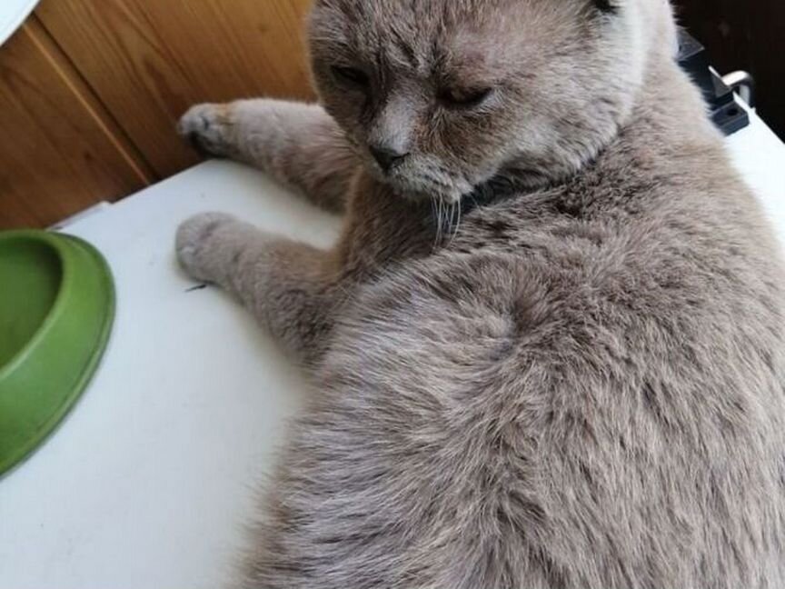 Кошки в добрые руки породистые