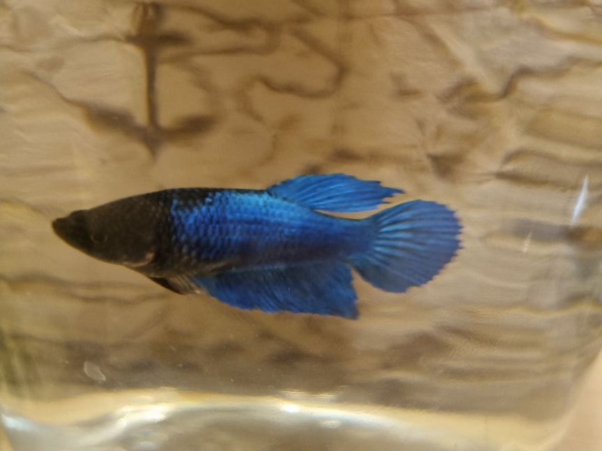 Аквариумные рыбки самки петушка