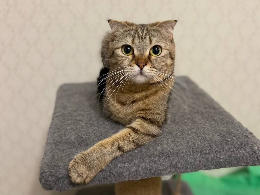 Милашка в дар