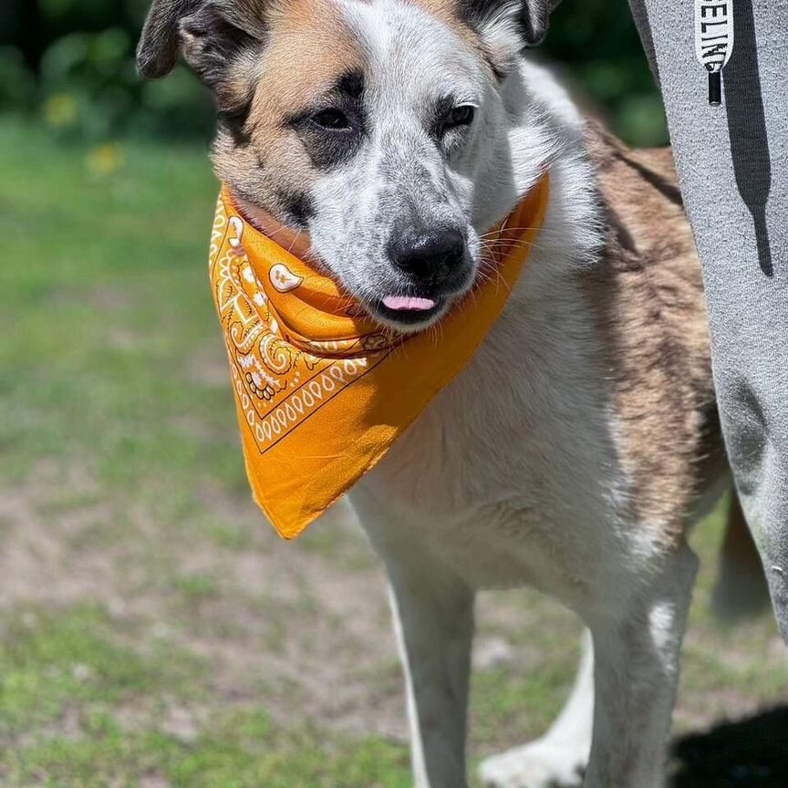 Собака Лолита ждет в приюте