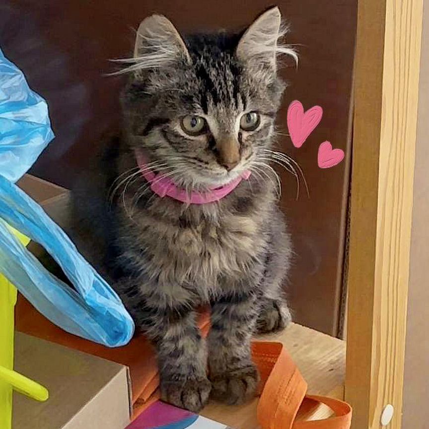 Котёнок в добрые руки