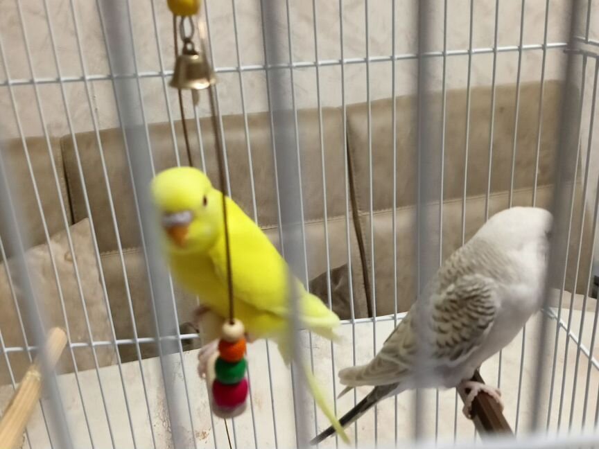 Птенцы волнистый попугай