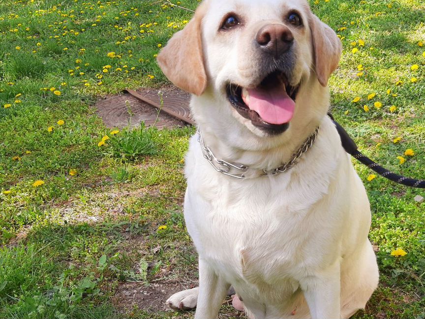 В добрые руки