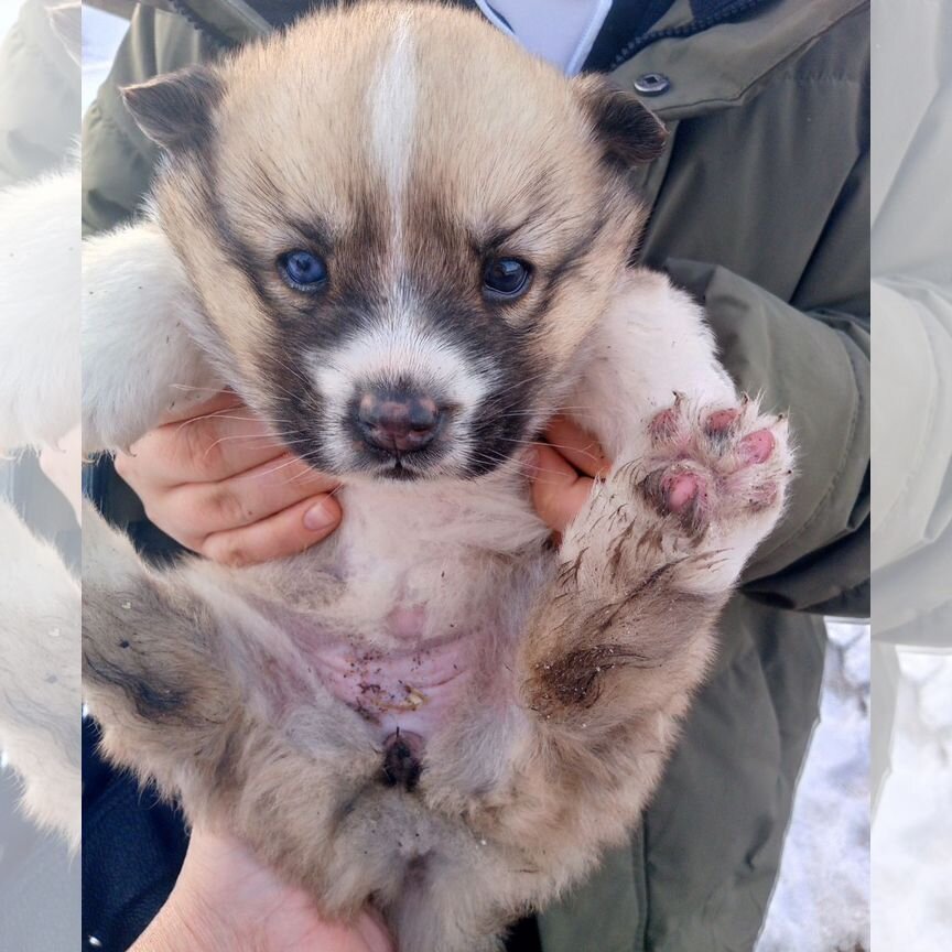 Кутята в добрые руки