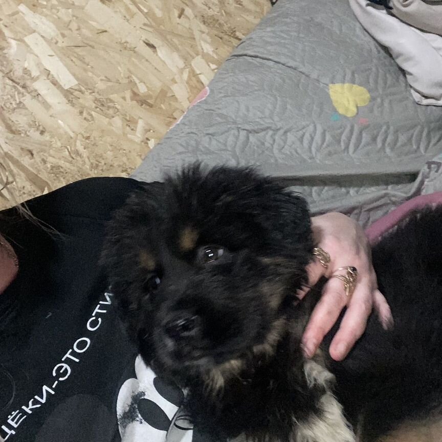 Тибетский мастиф