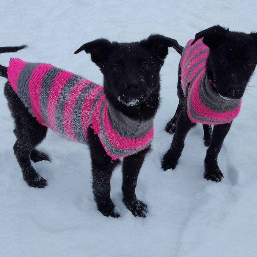 Щенок в добрые руки