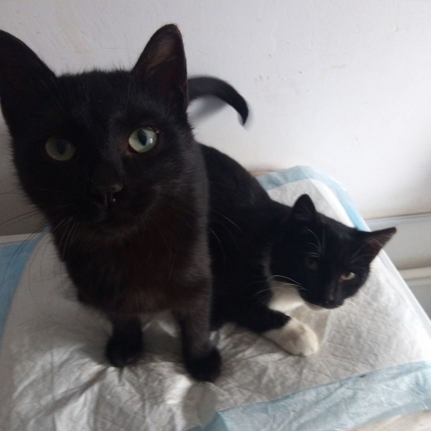 Котята с 7 месяца