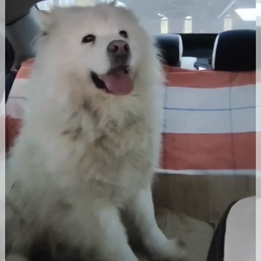 Самоед (мальчик)