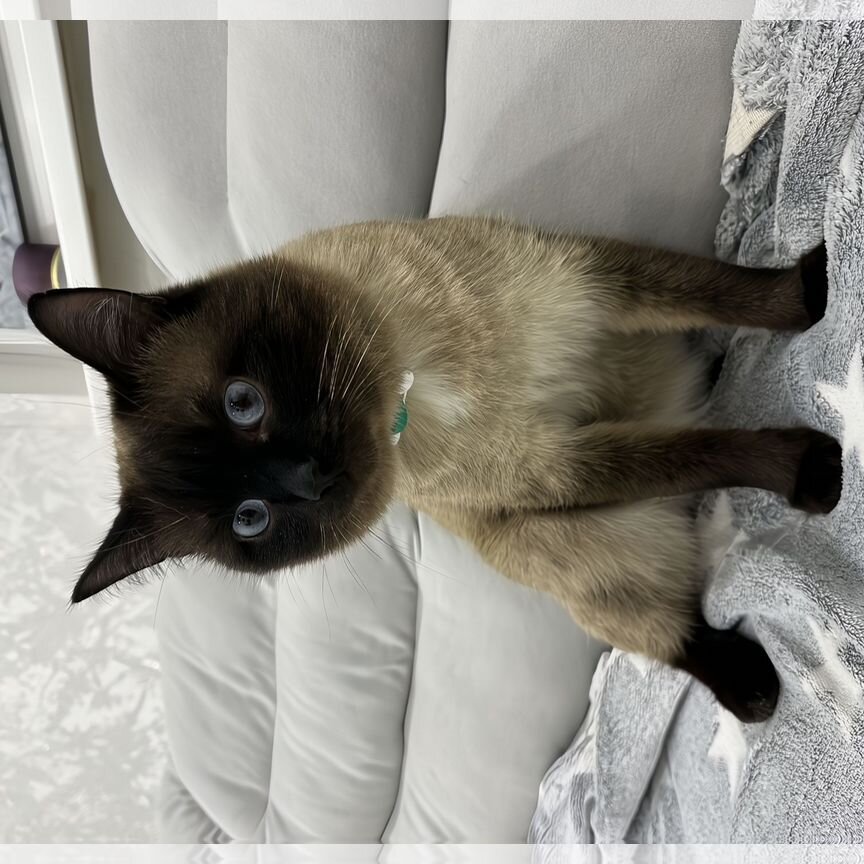 Сиамский, взрослый кот