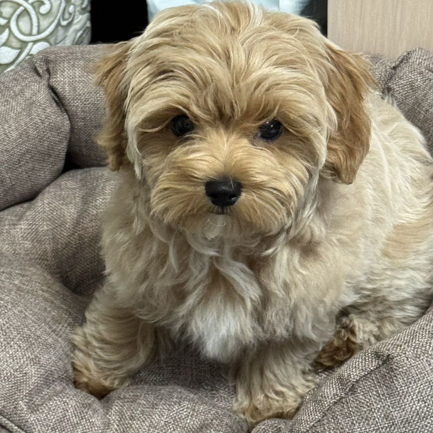 Мальтипу, щенок