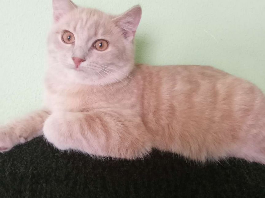 Британский котик