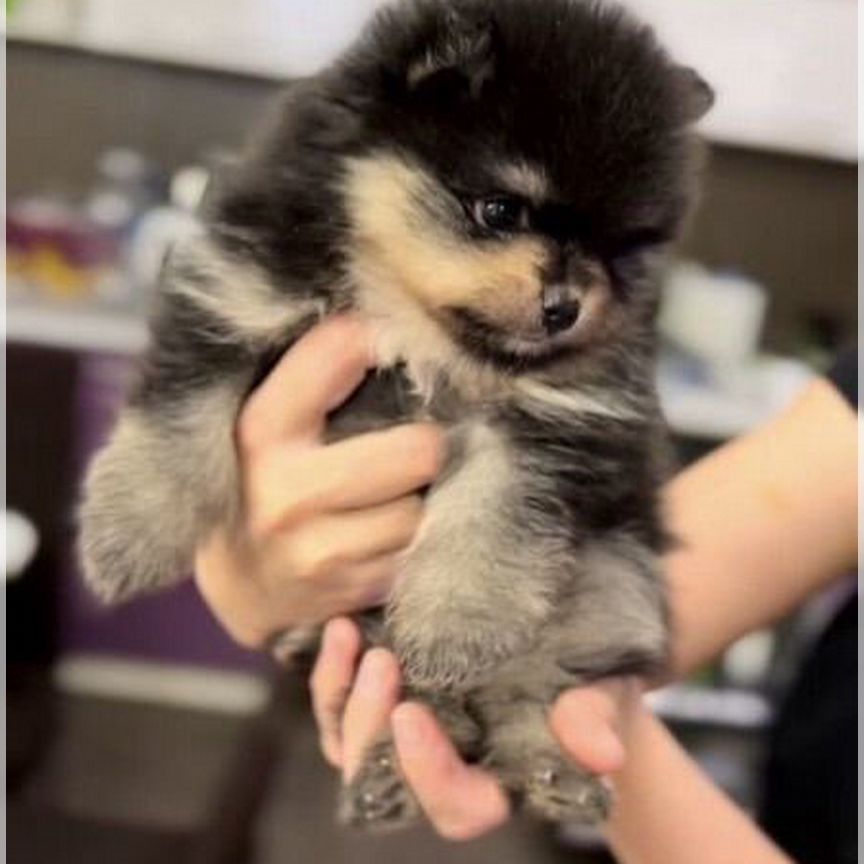 Померанский шпиц, щенок