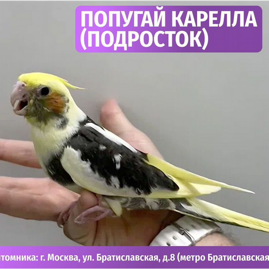 Попугай Корелла подросток