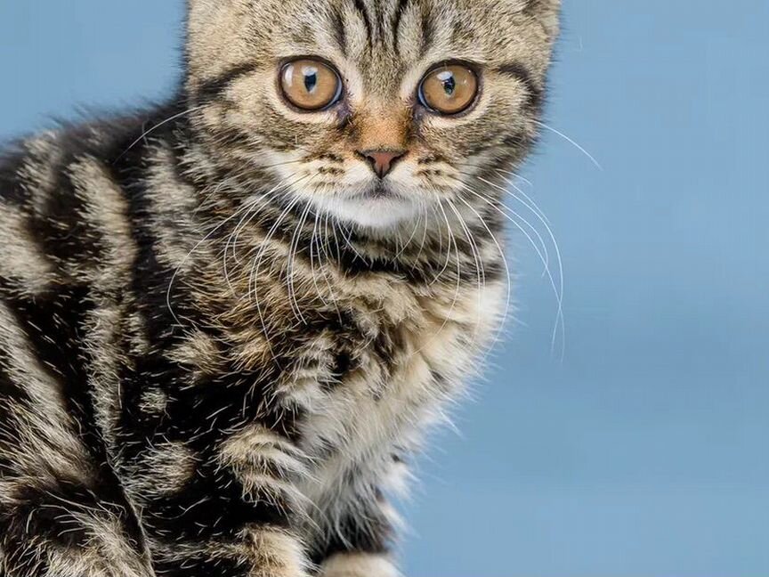 Британская кошка