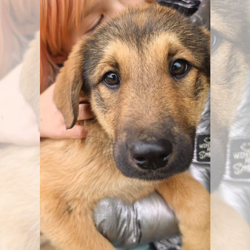 Щенок в добрые руки