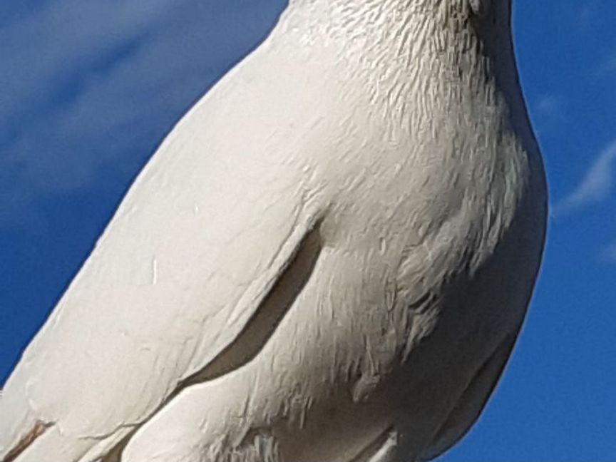 Продажа Андижанских голубей