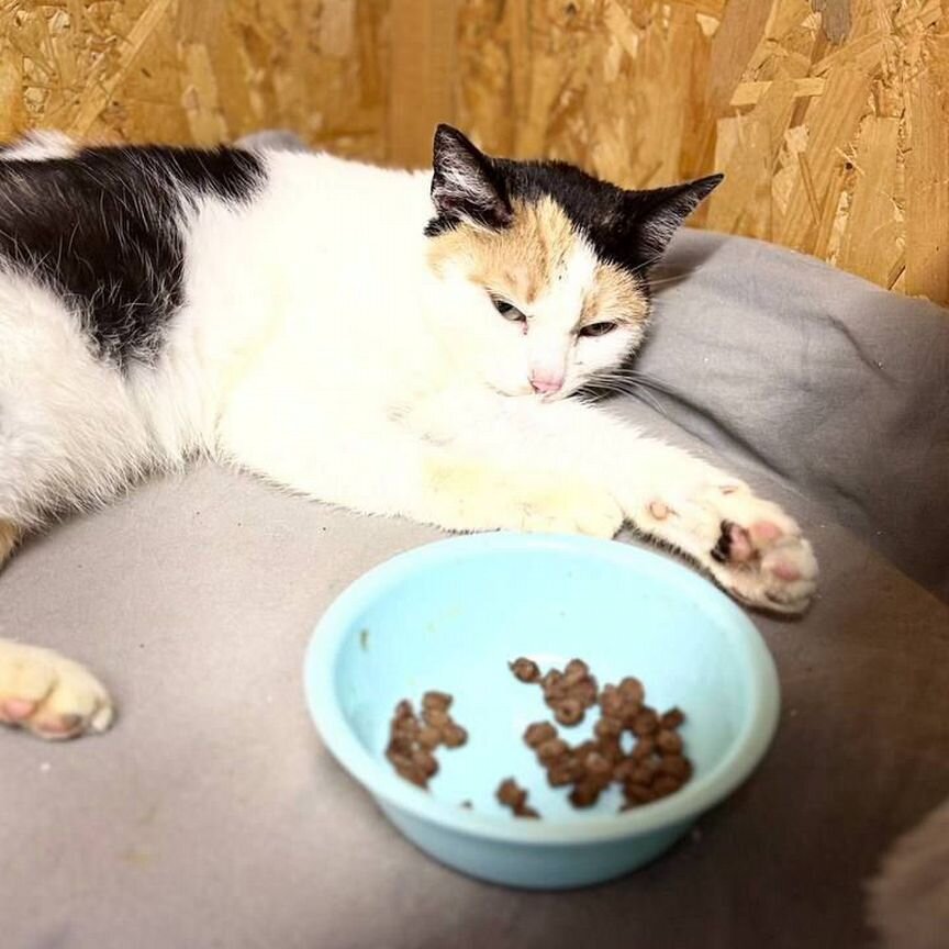 Взрослая, Девочка кошка в добрые руки