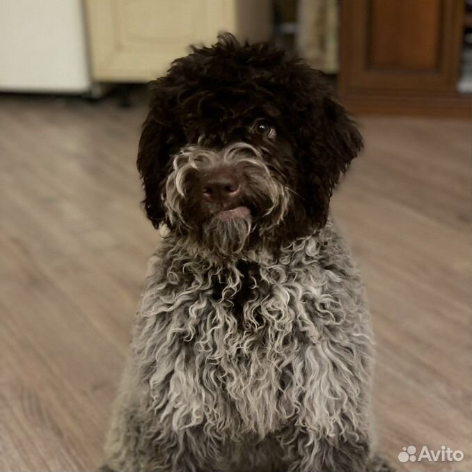 Лаготто романьоло