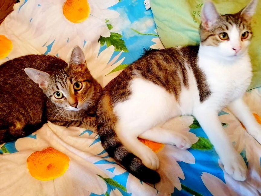 Котята 4 мес братья в дар ищут дом бесплатно