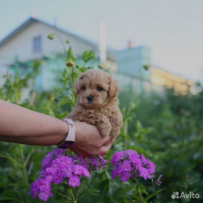 Щенки мальтипу f1 мальчик Рич шёлк бебифэйс