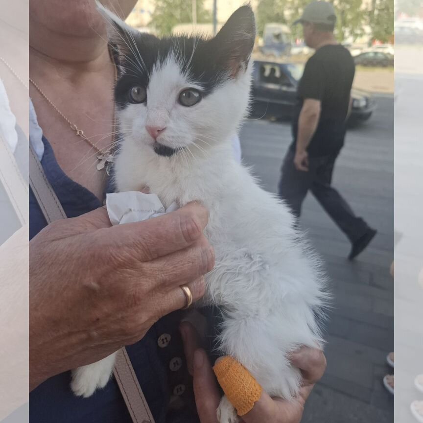 Котенок 3 мес., девочка, ищет дом