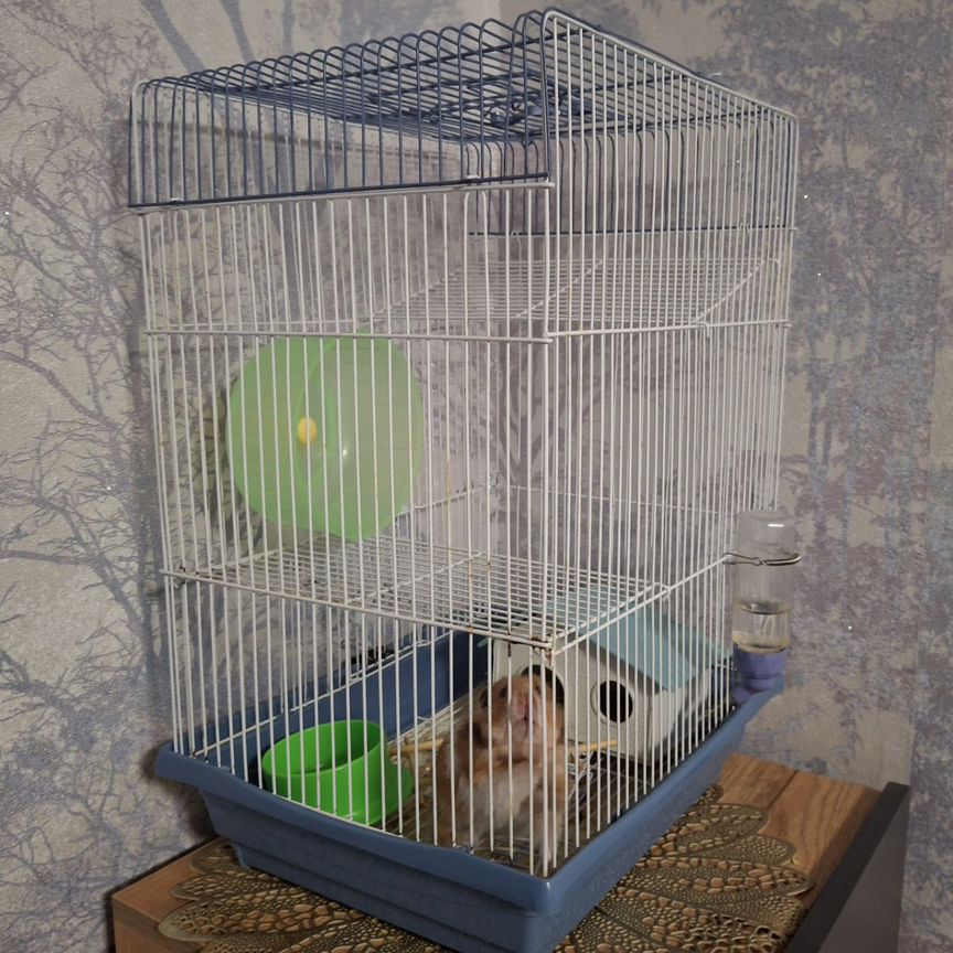 Хомяк вместе с клеткой