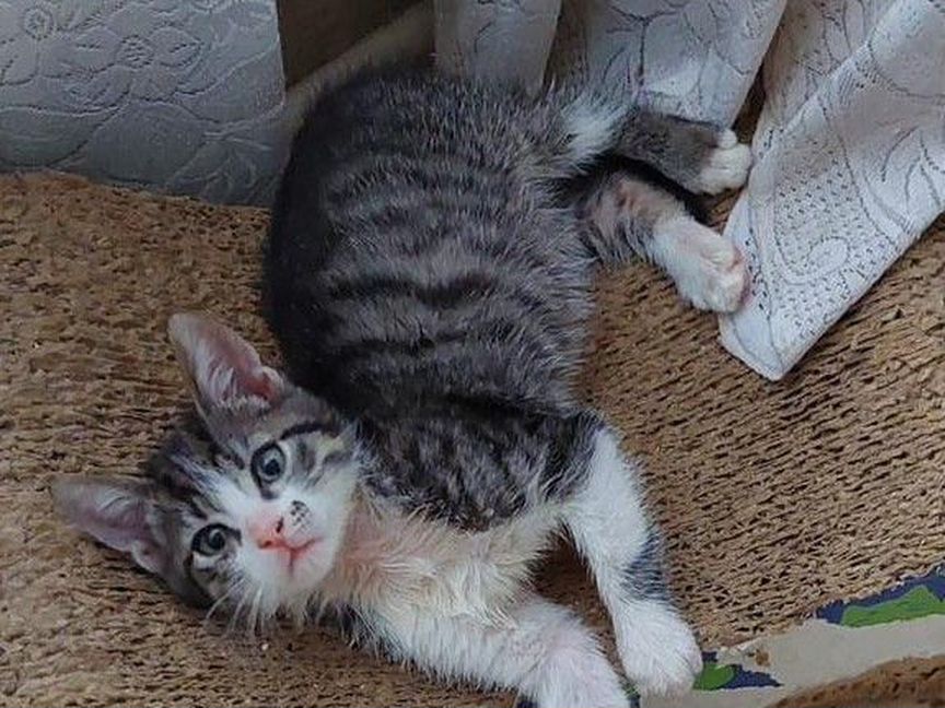 Котята мальчики и девочка 2 месяца в добрые руки
