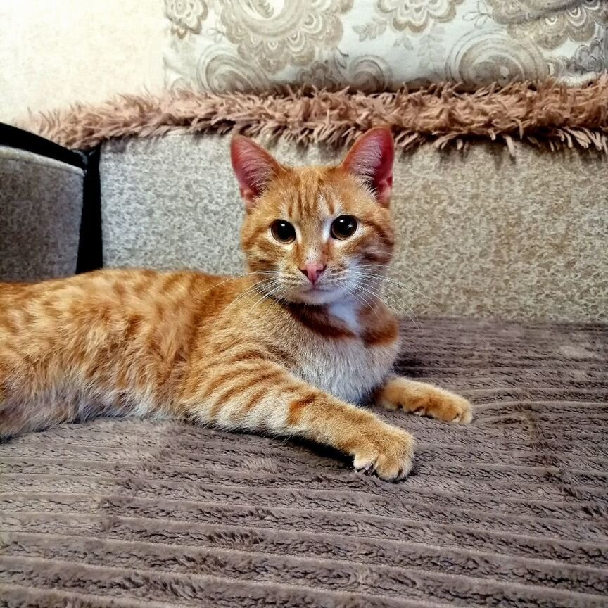 Нужен дом молодому котику