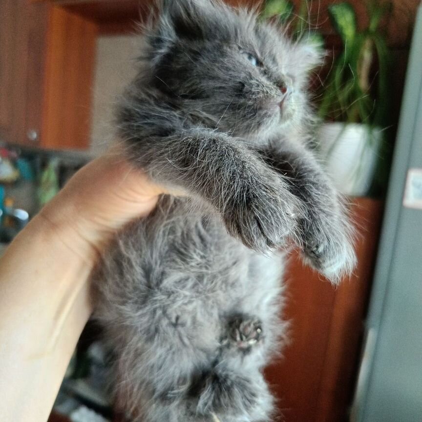 Котёнок Лялечка 3 недели