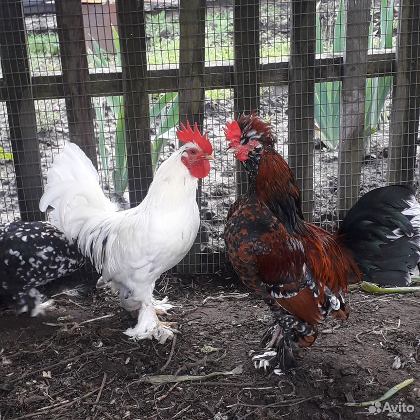 Петухи породы бентамка