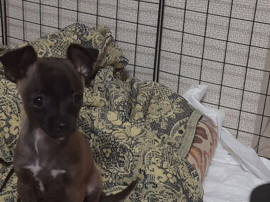 Мини той-терьер щенки