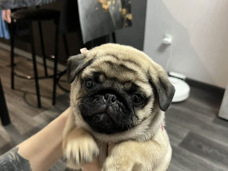 Щенки Мопса