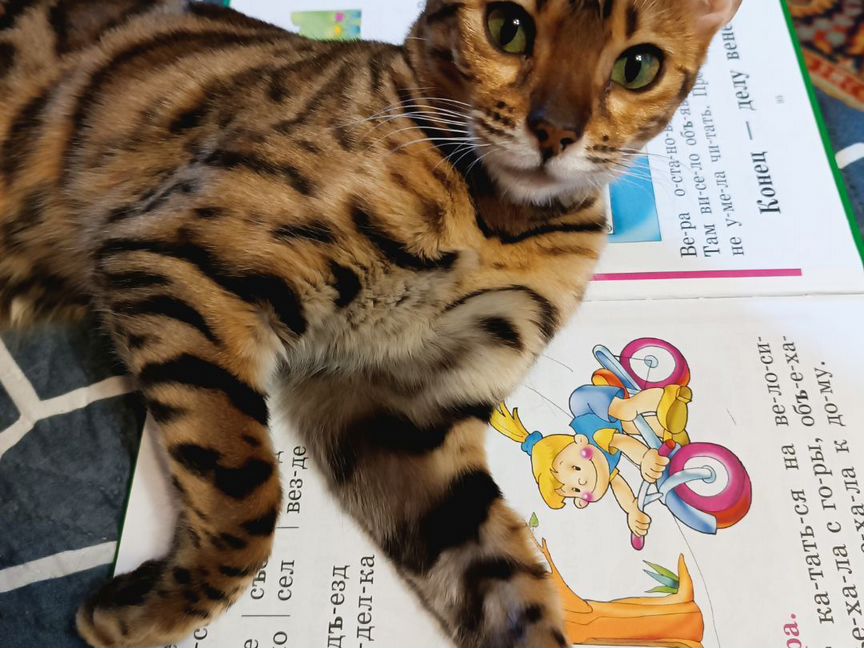 Бенгальская кошка,продам в добрые руки