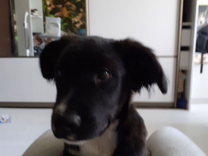 Собака в добрые руки отдам бесплатно