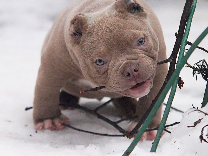 Американский булли щенки