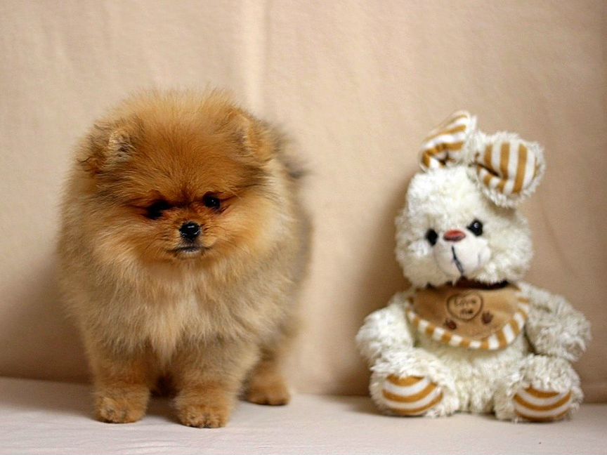 Девочка той шпиц (померанский)