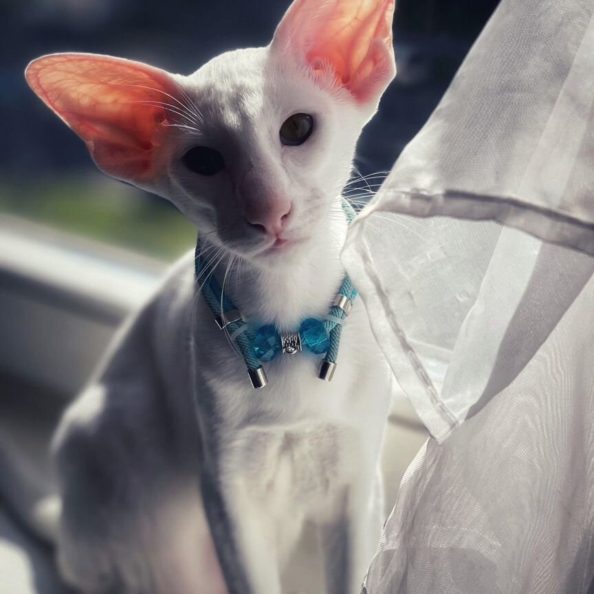 Ориентальная экстрим