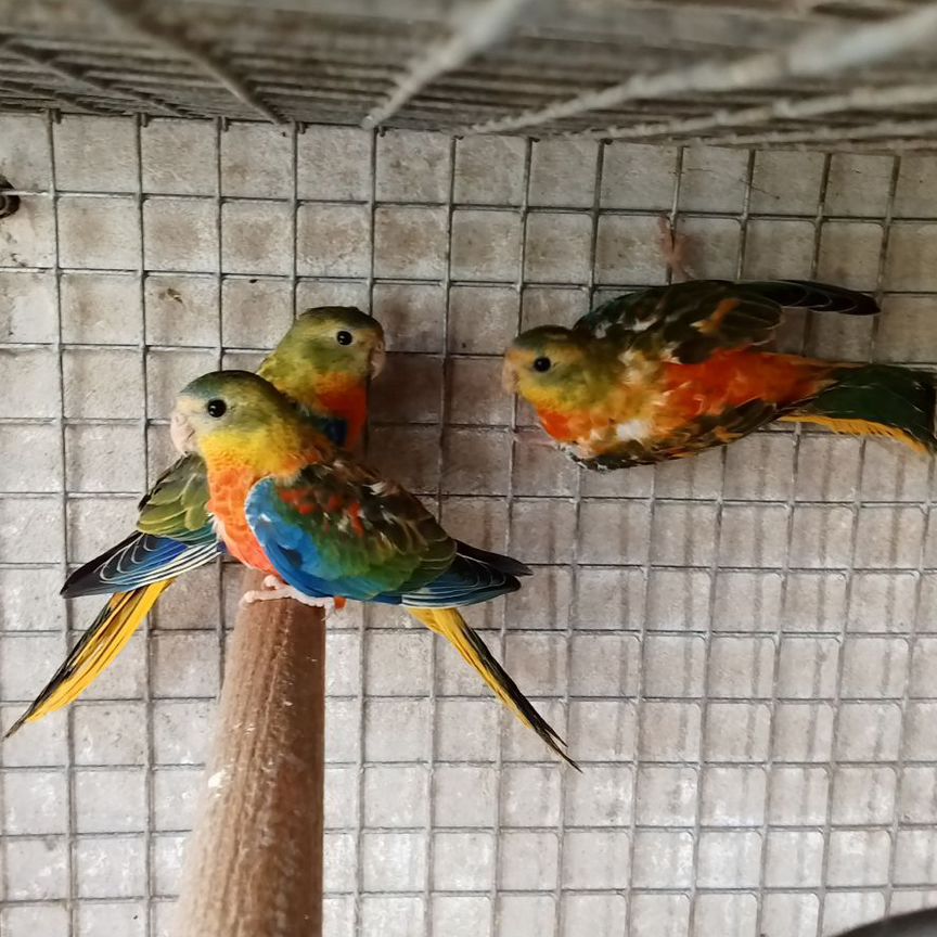 Продаю птицу собственного разведения