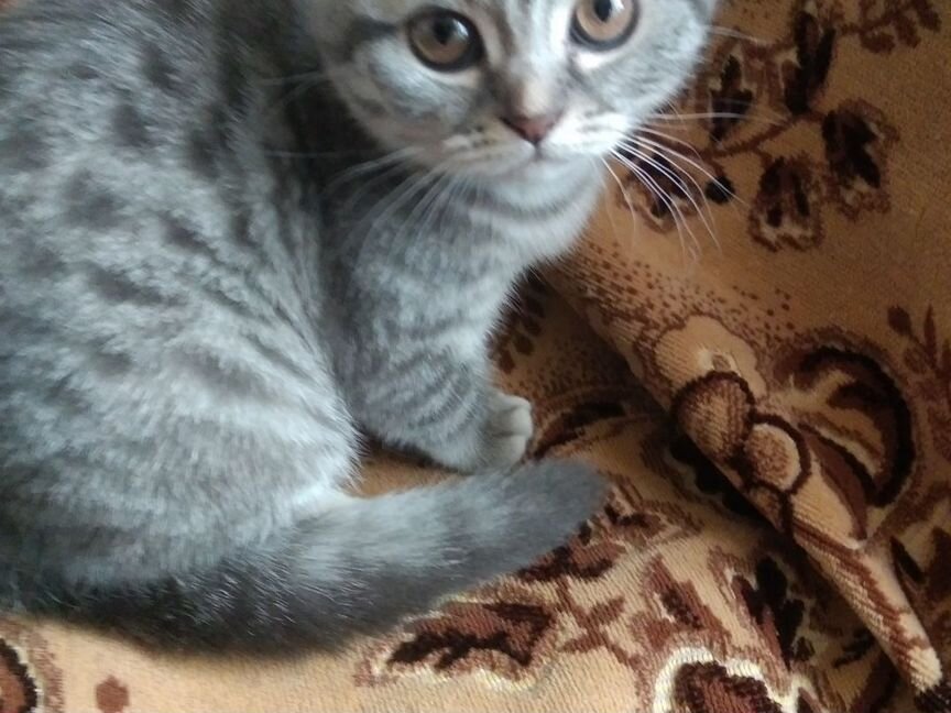 Шотландская вислоухая кошка
