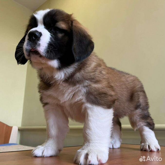 Щенки сенбернара