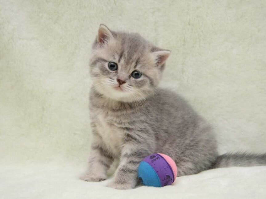 Шотландские страйтики