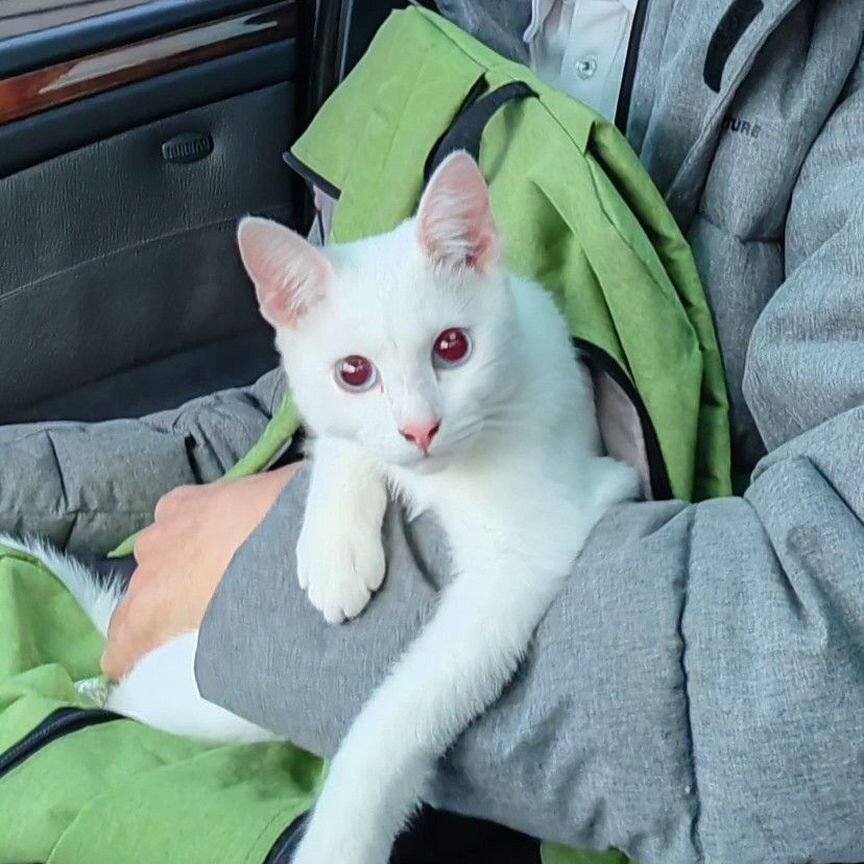 Котенок