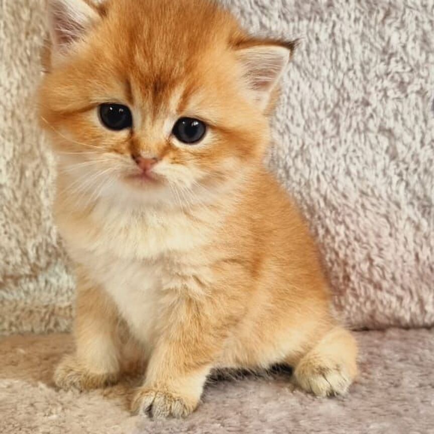 Шатландские золотые котята