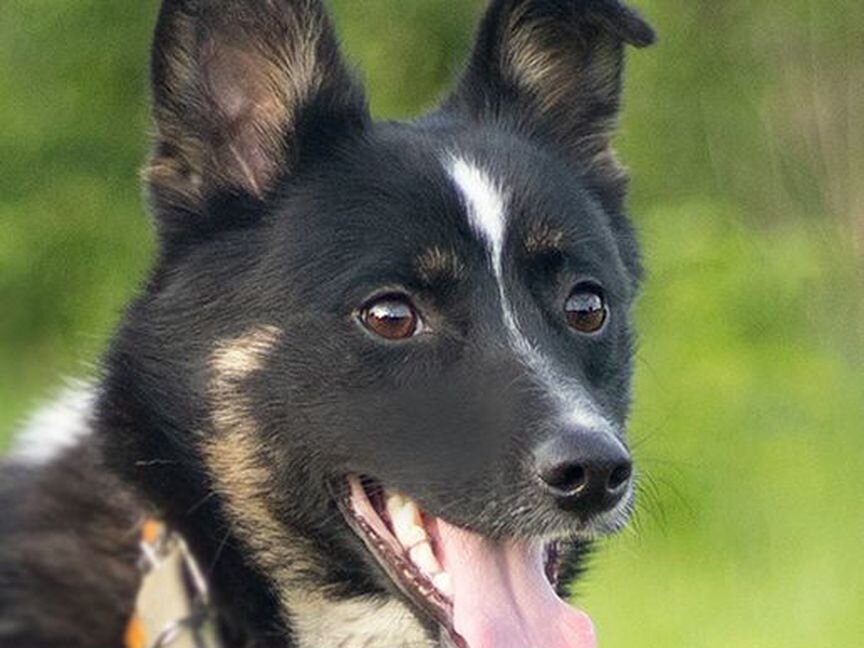 Песик Тобик в добрые руки