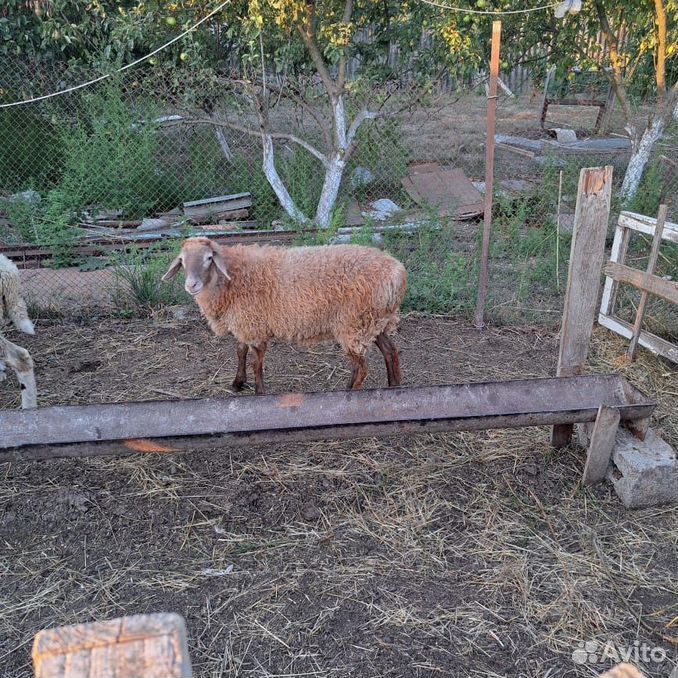 Овцы бараны
