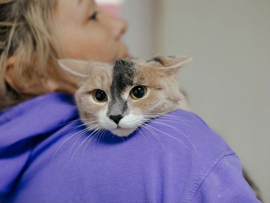 Кошка Мишель ищет дом