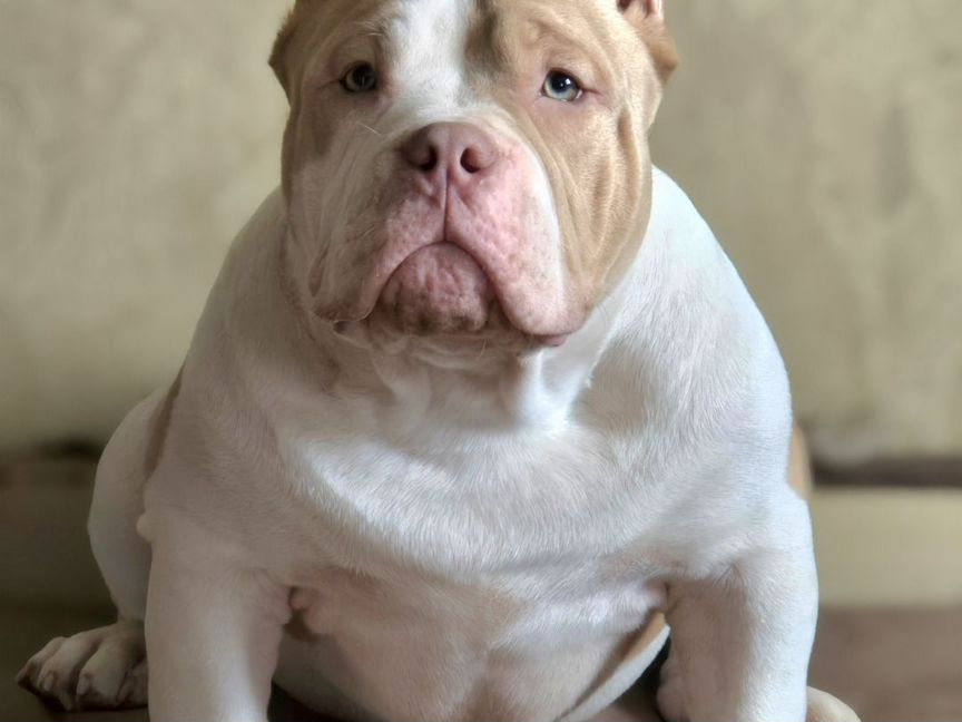 Американский булли