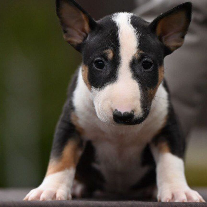 Мини-бультерьер, щенок