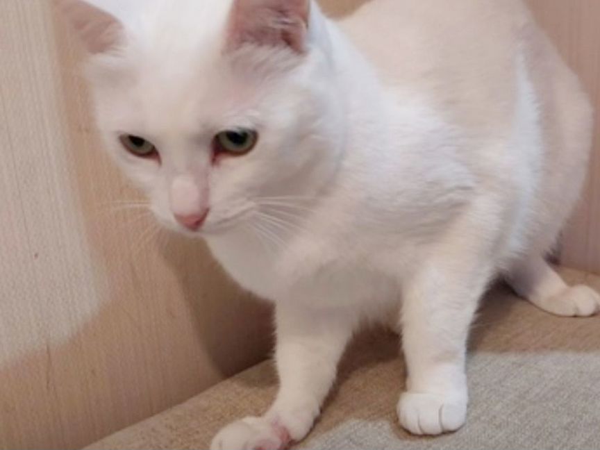 Зеленоглазая блондинка на счастье в дом