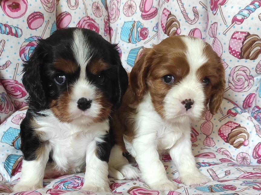 Кавалерчики с документами РКФ